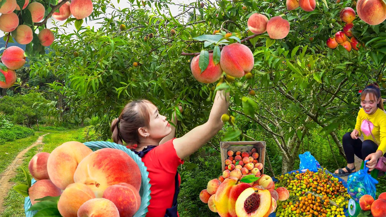 Harvesting Wild Peaches & Forest Fruits – Unique Harvest and Market ...