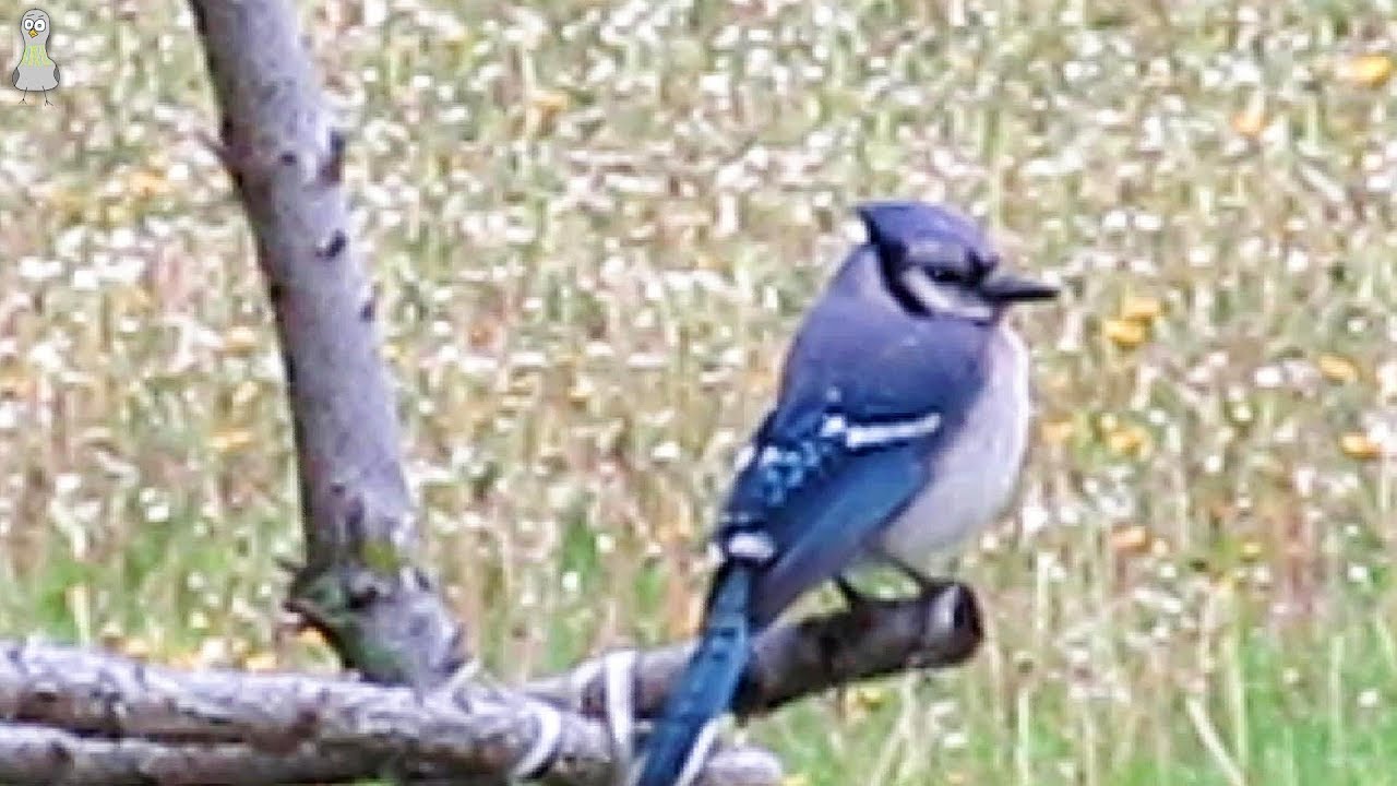 Blue Jay Bird - North American Nature Video - YouTube
