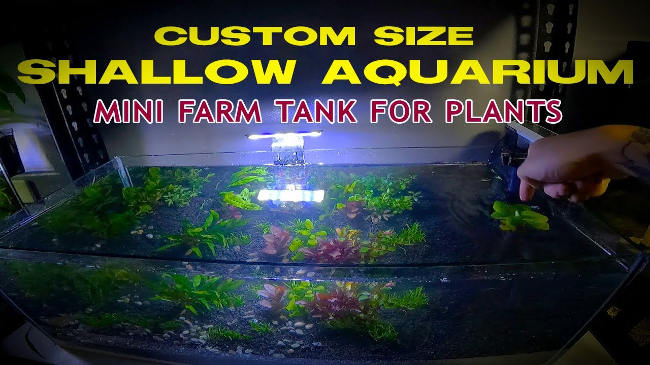 MY SHALLOW FISH TANK - YouTube
