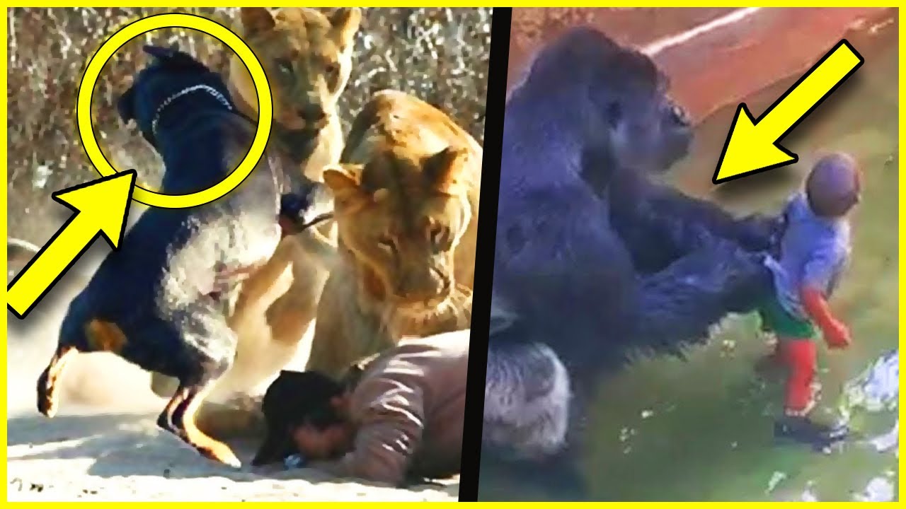 8 ANIMALS THAT SAVED HUMAN LIVES - YouTube