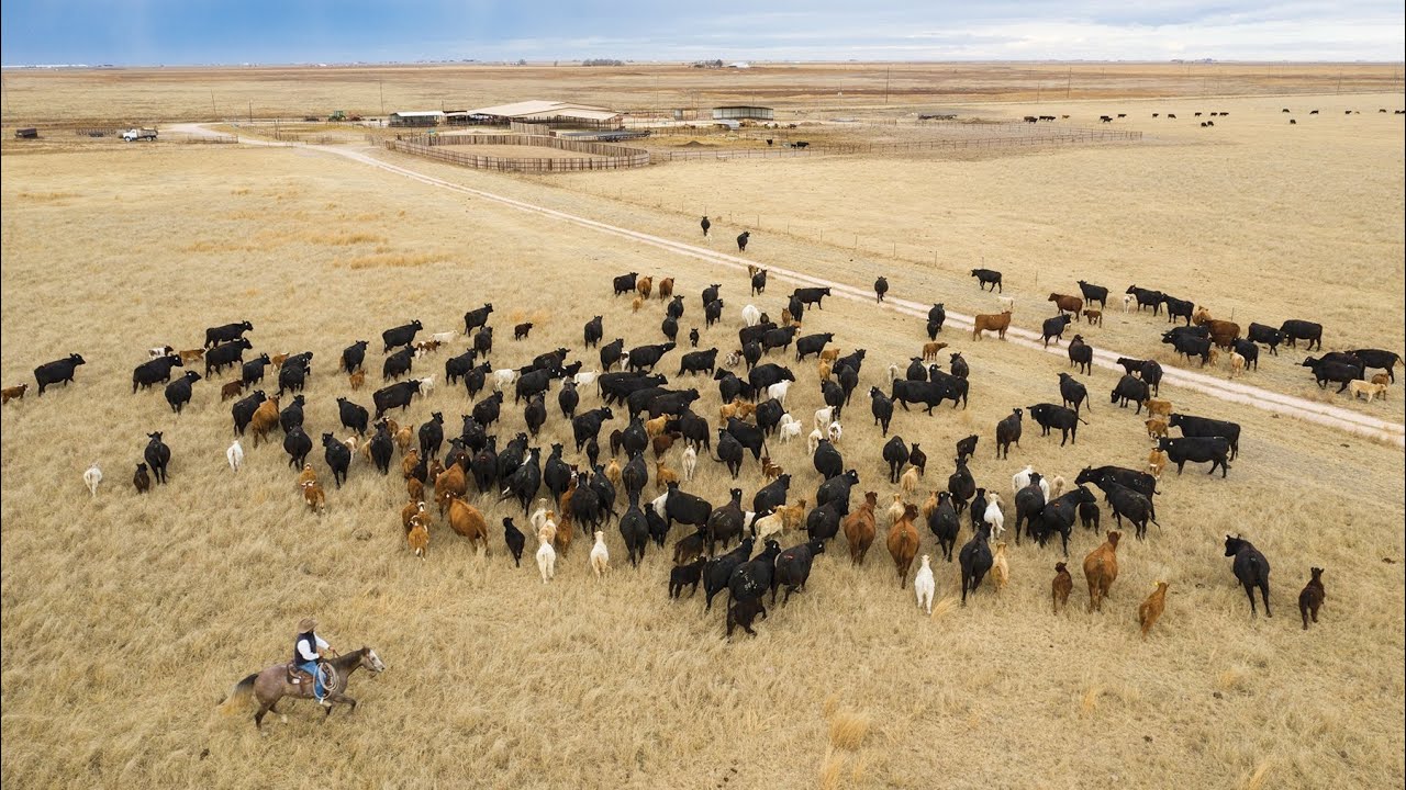 Real Cattle Branding with Idaho Cowboys - YouTube