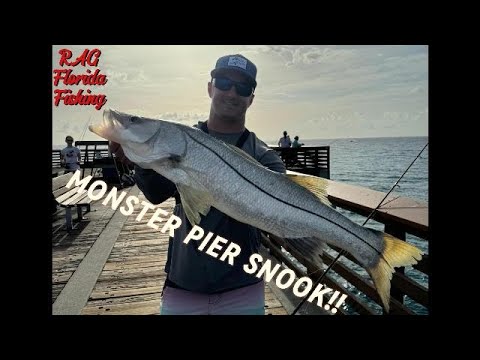 Juno Pier Snook Fishing!! ANOTHER PB!!!!(41" SNOOK!!!!) - YouTube