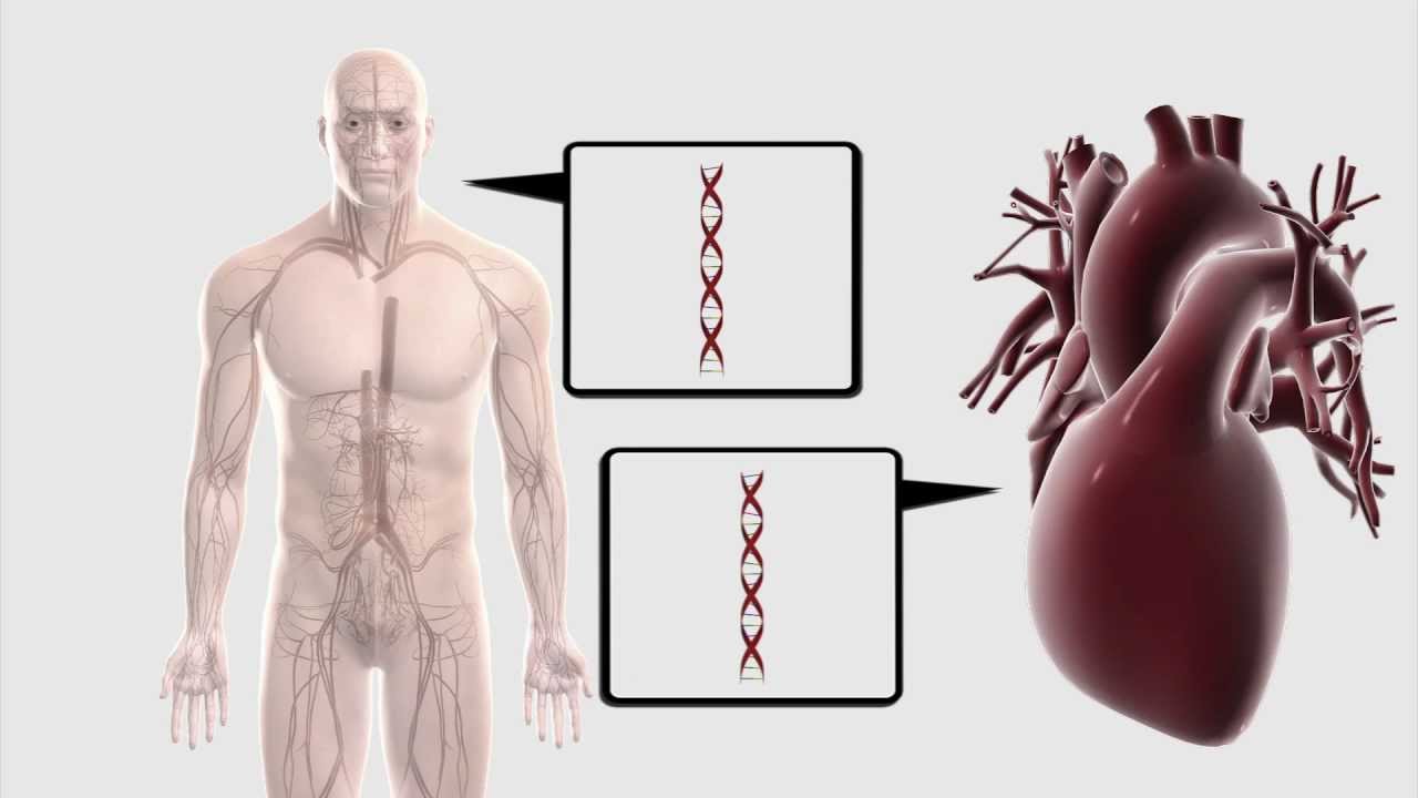 Scientists plan to grow heart using stem cells - YouTube