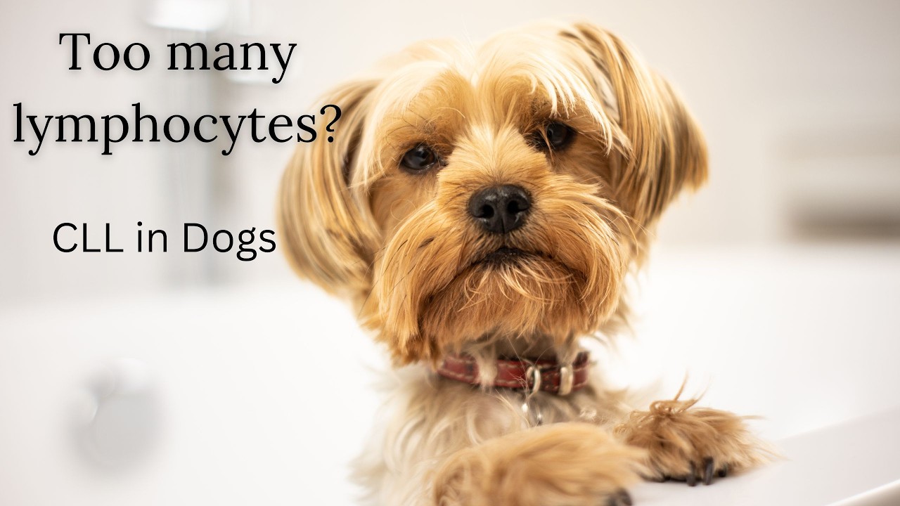 Chronic Lymphocytic Leukemia in Dogs (CLL): Signs, Diagnosis ...
