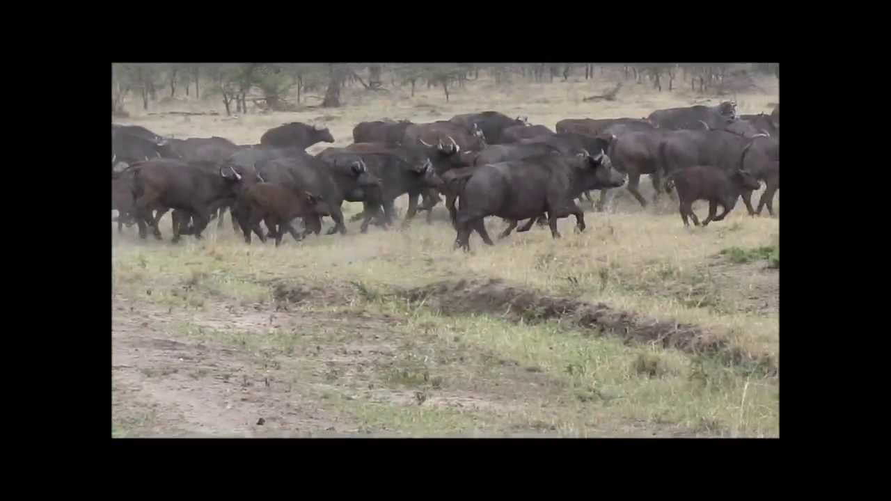 Serengeti - Buffalo stampede - YouTube
