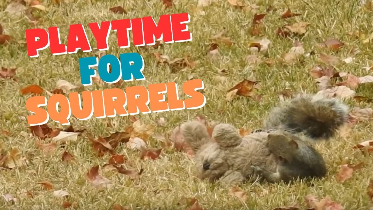 Wildlife Watching: Young Squirrels Playing w/ a Teddy Bear, Tree ...