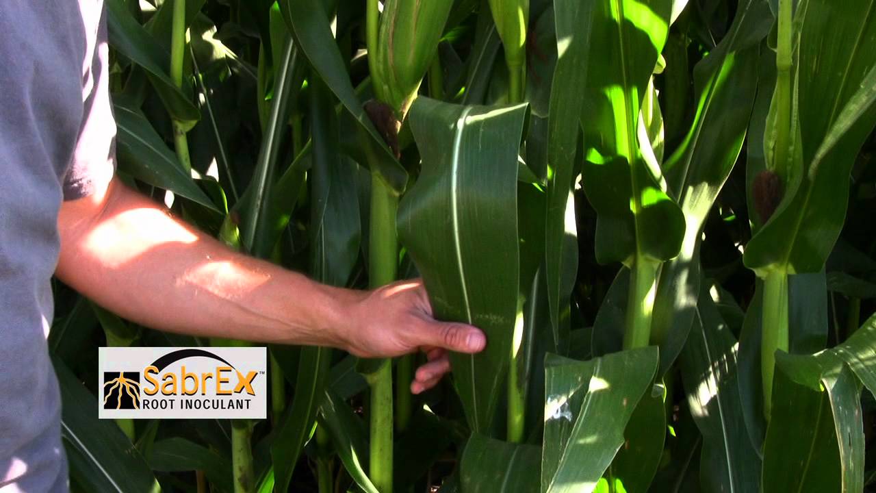 SabrEX for Corn- Interview with Jason Ophein - YouTube
