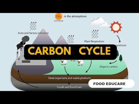 Carbon cycle in Hindi | Gaseous cycles | Biogeochemical cycles ...