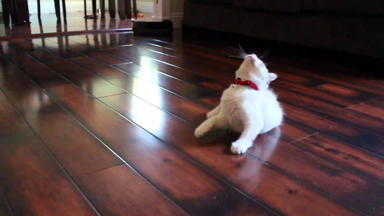Meet Link Our New Kitten! - YouTube