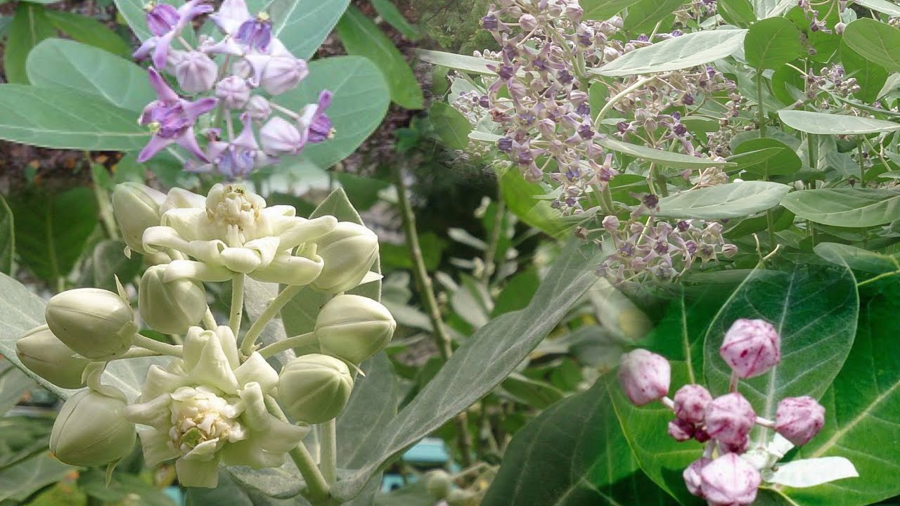 Giant MILKWEED tree (calotropis gigantea) milkweed Flowers - YouTube