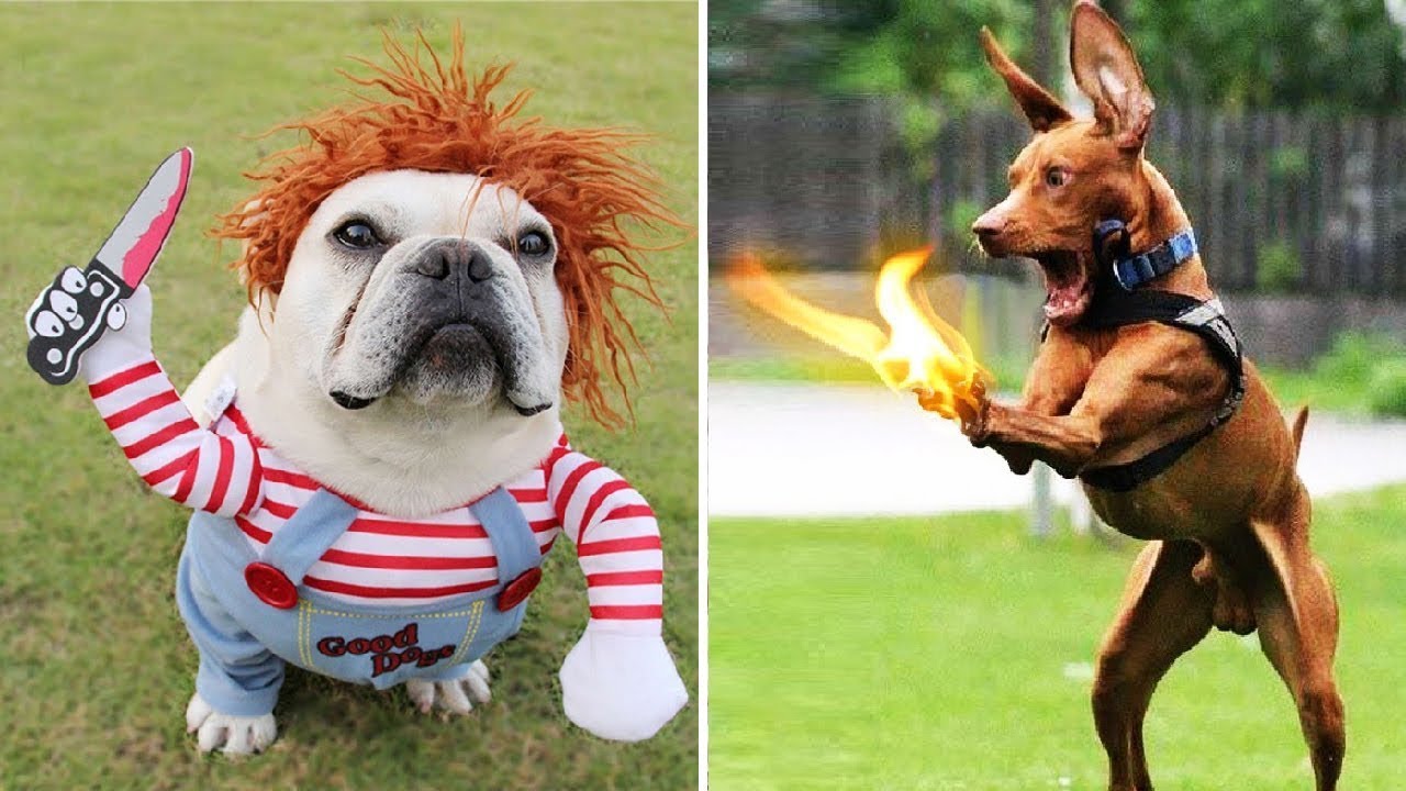 Super Funny Dog Videos | Try not to laugh hard. - YouTube