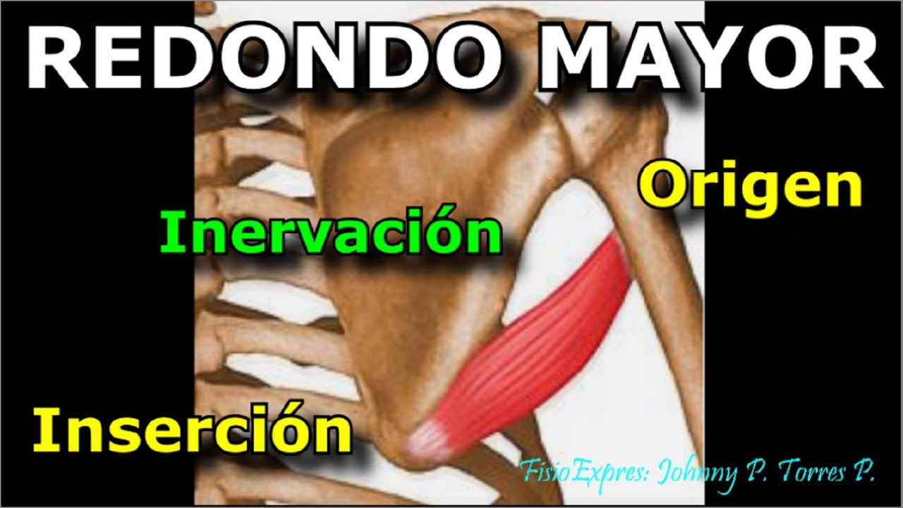 Redondo mayor. Origen, inserción, Inervación - YouTube
