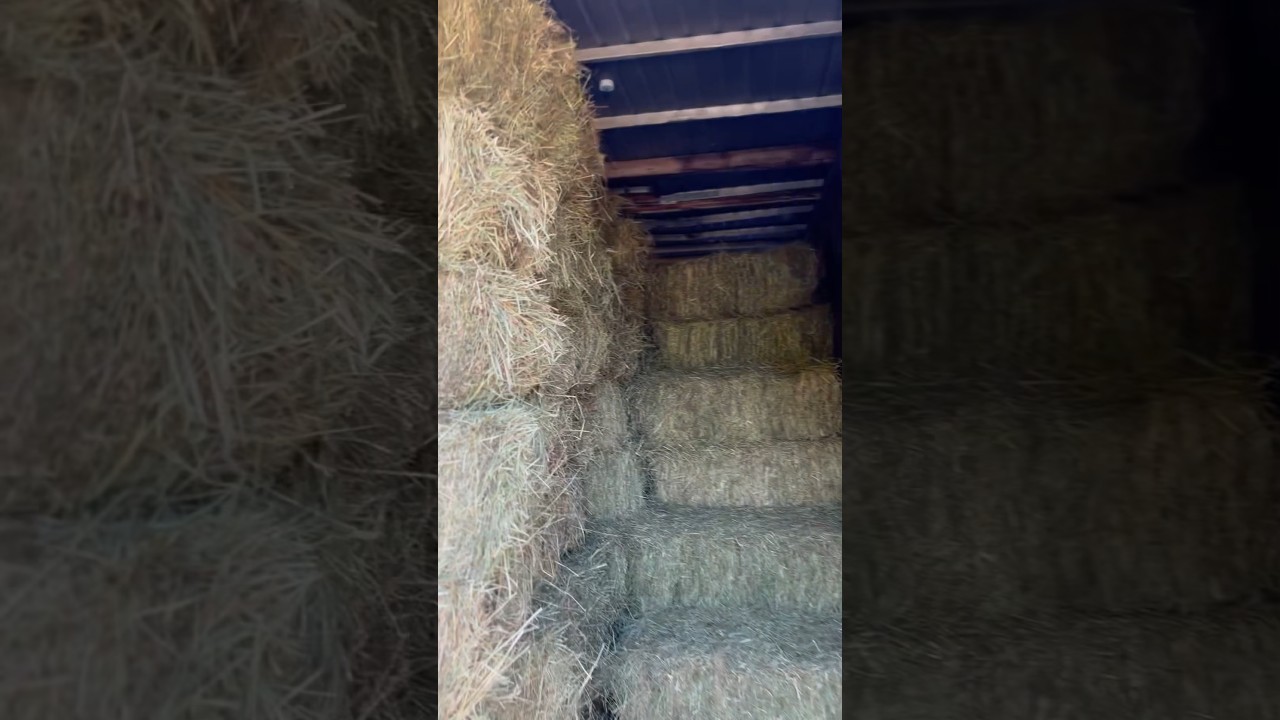 Daily Chores. Homesteading Life. Stacking Bales Of Hay. - YouTube