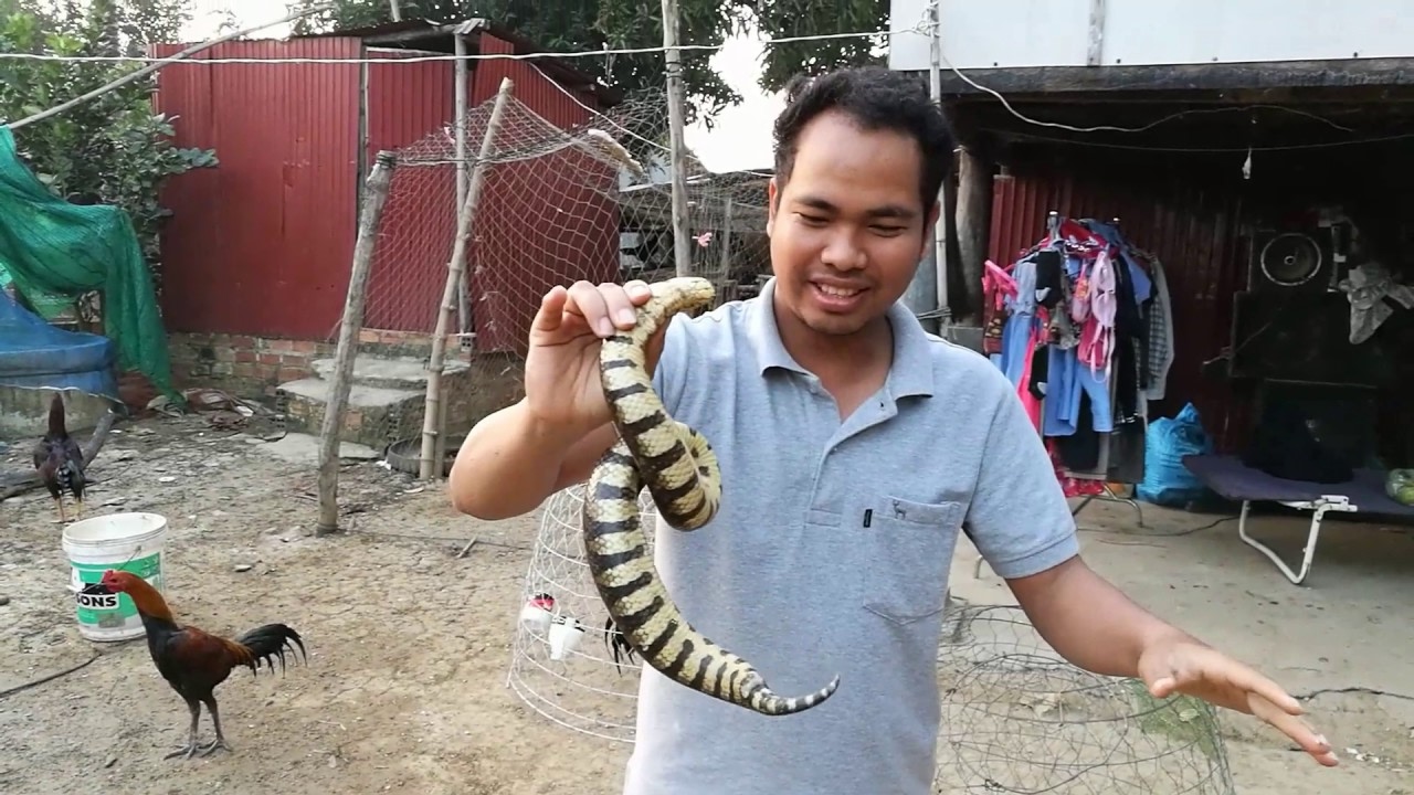 AMAZING HUMANS CATCH SNAKE - YouTube