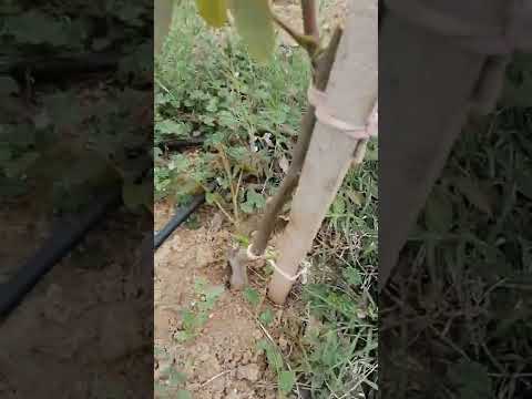 2 yaşlı fidan da teke düşürme, hereğe bağlama