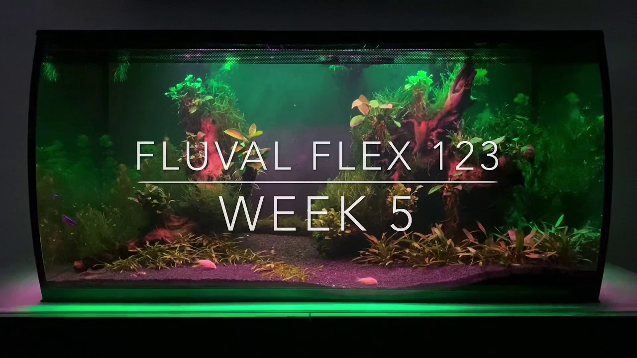 Fluval Flex 123 tank update week 5 - YouTube