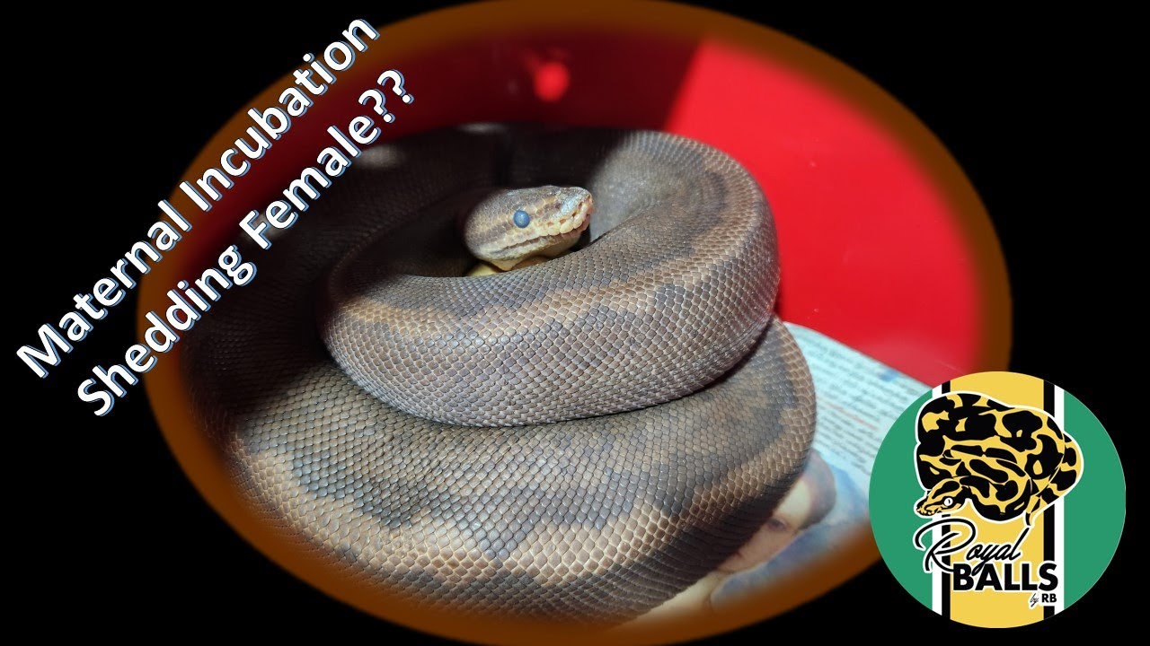Breeding Ball Pythons; Maternal Incubation # 6 - She's shedding! - YouTube