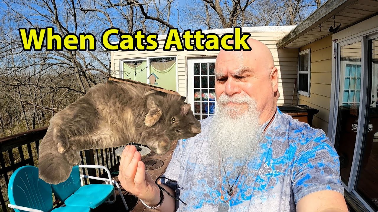 When Good Cats Attack - YouTube