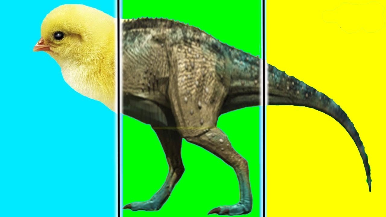 Baby Play "Animal Match Up" ! Learn Animal Names Combined Real Animals ...