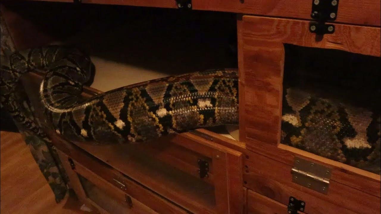 Working Out With A Reticulated Python - YouTube
