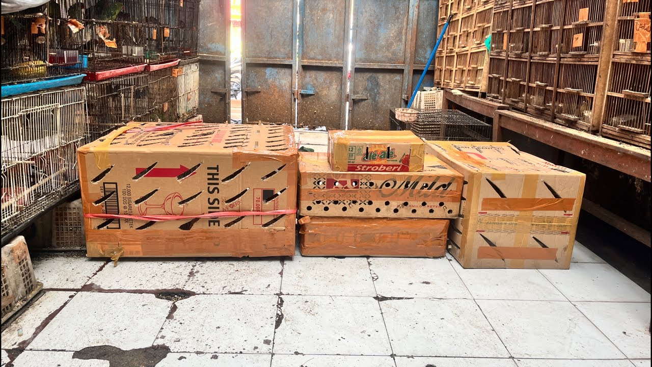 STOK FULL! BONGKAR CIGUN, CISEM, SRIGUNTING ABU, SIKATAN LONDO KW ...