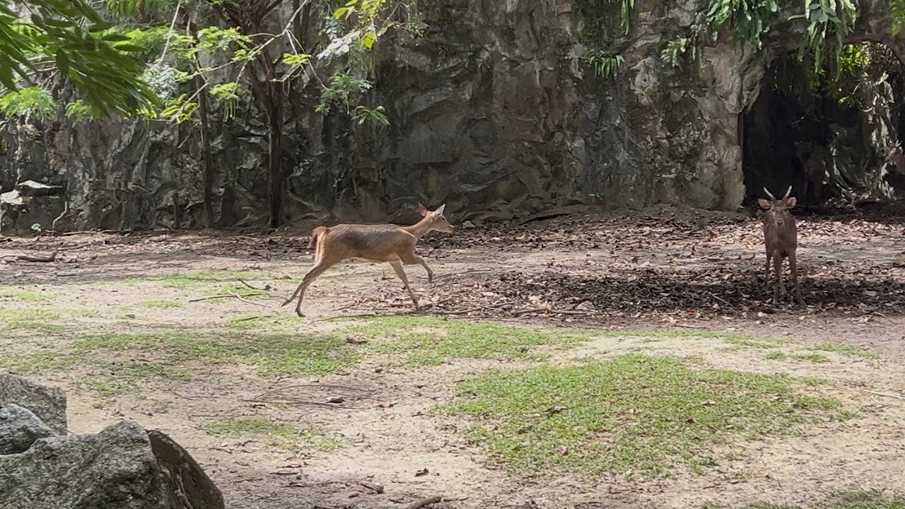 Javan Rusa deer frolicking in Zoo Negara Malaysia - YouTube