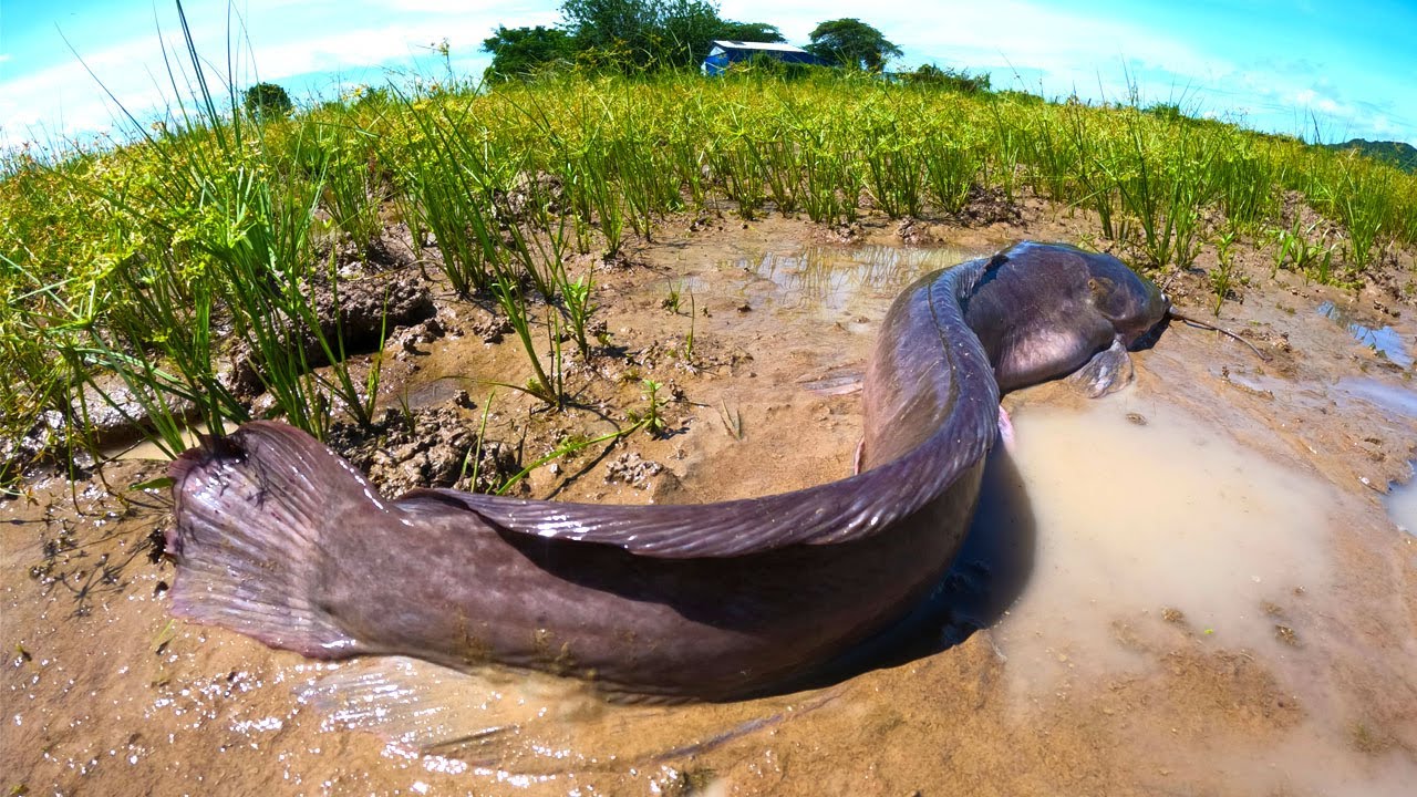 Unique Fishing Skills - catch a lot of fishes & pick duck eggs at field ...