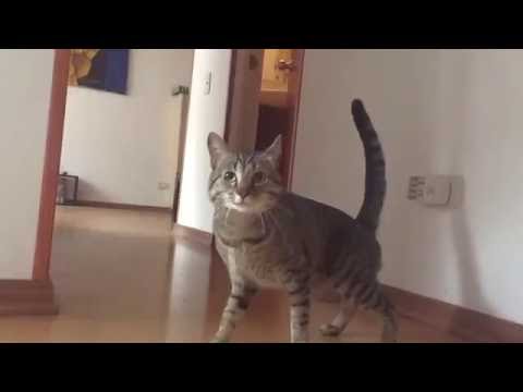Gato Común Europeo al ataque.
