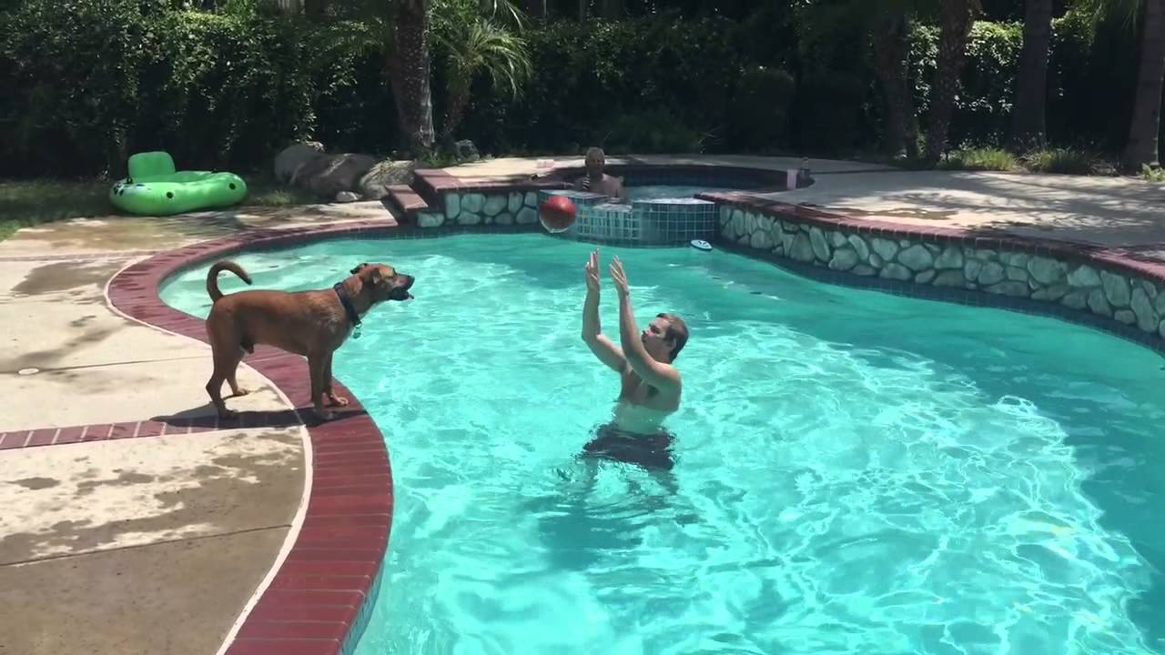 Dogs playing catch - YouTube