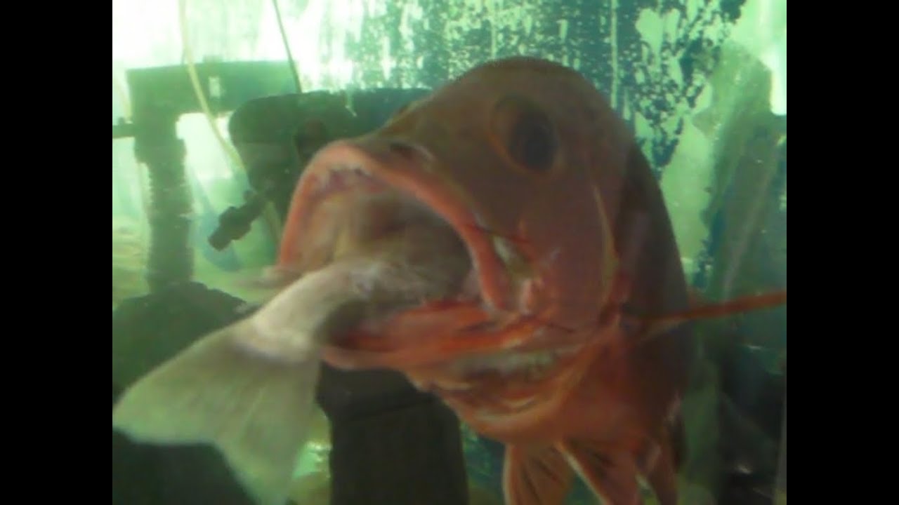 Mangrove Jack Nails a Barcoo Grunter (Jade Perch) - YouTube