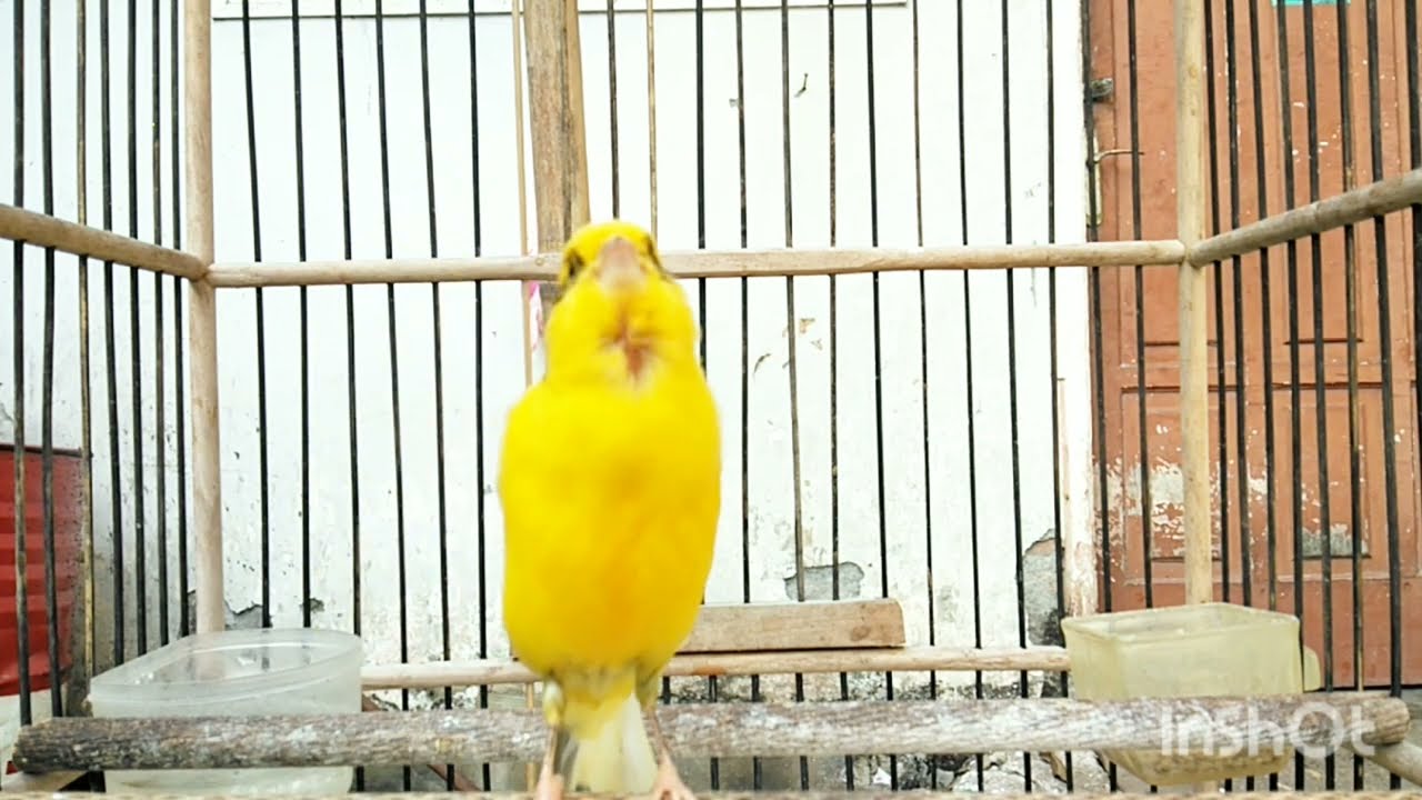 canary singing / Spanish Timbrado song for training / Timbrado canary ...