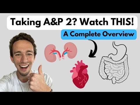 Anatomy & Physiology 2 | ENTIRE Course Explained in ONE Video!