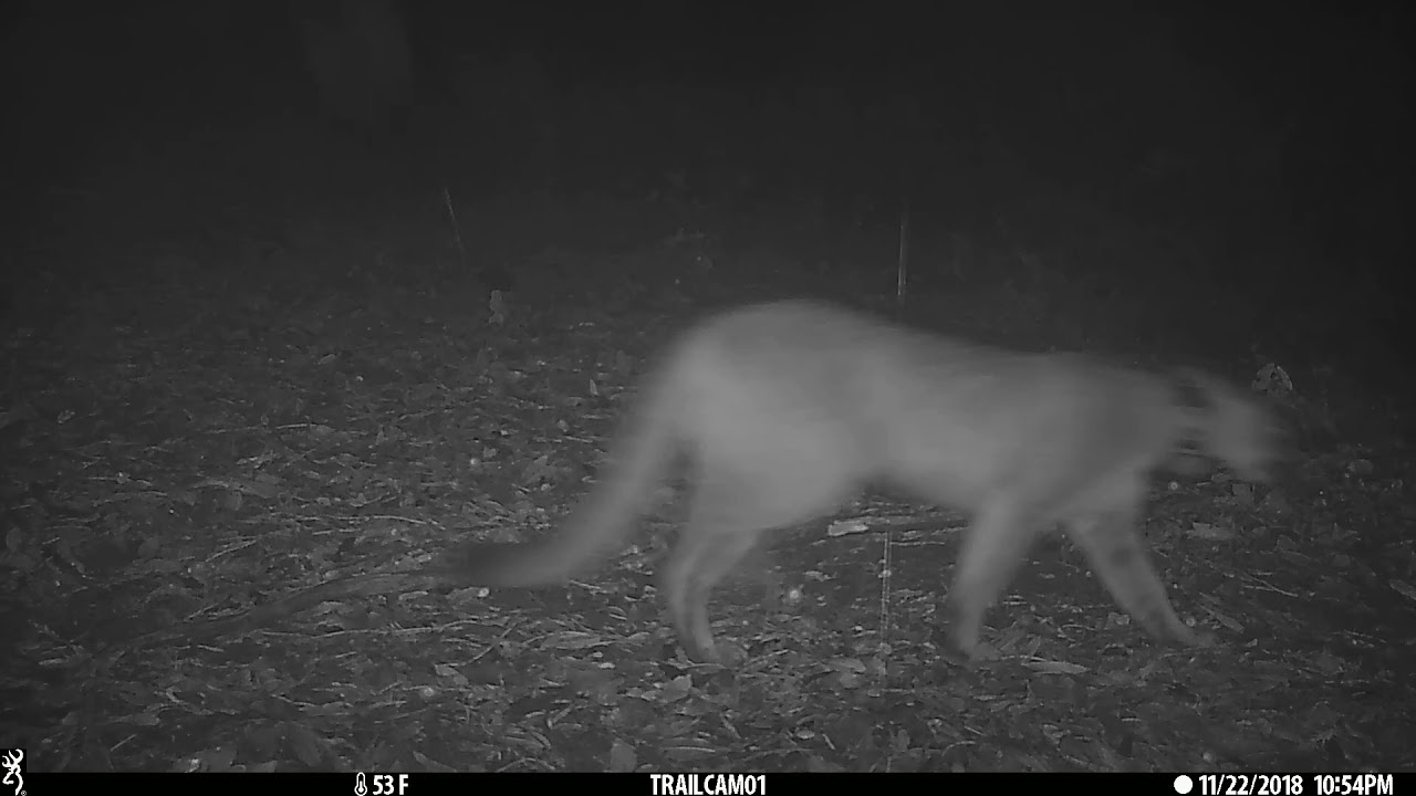 Santa Cruz Mountains Puma - Collared Mountain Lion caught on trail ...
