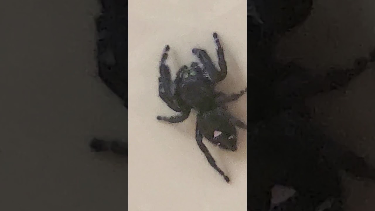 YELLOW SMILEY FACE JUMPING SPIDER #Yellowfacedsmileyjumpingspdier - YouTube