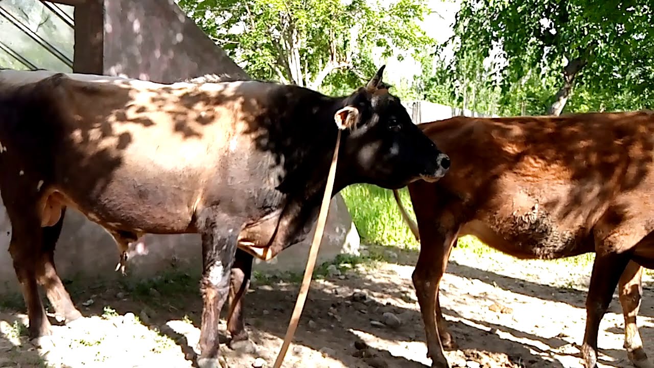 Bull V/S Cow Meeting In Villaqe | Animals Earth | - YouTube