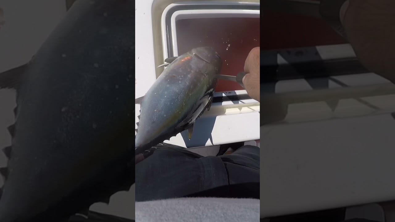 How to bleed a Blackfin Tuna #shorts - YouTube