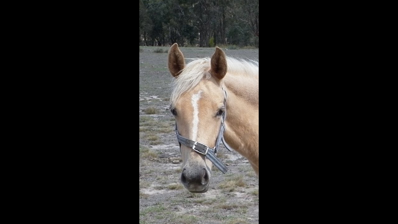 SOLD ... MALVADO GOLDYLOX Palomino Filly - YouTube