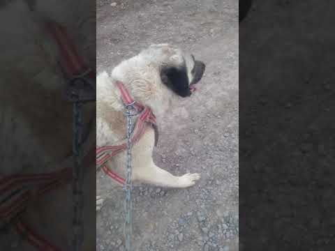 İşte kangal böyle olur 2
