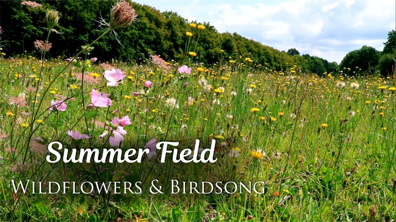 Calming Summer Wildflower Meadow Ambience | with Birds Singing | for ...