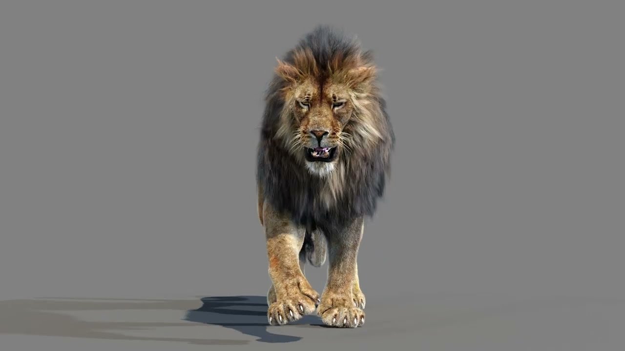 Lion 3d Model: Walk Cycle 3d Animation with Hair Dynamic | @PROmax3D ...