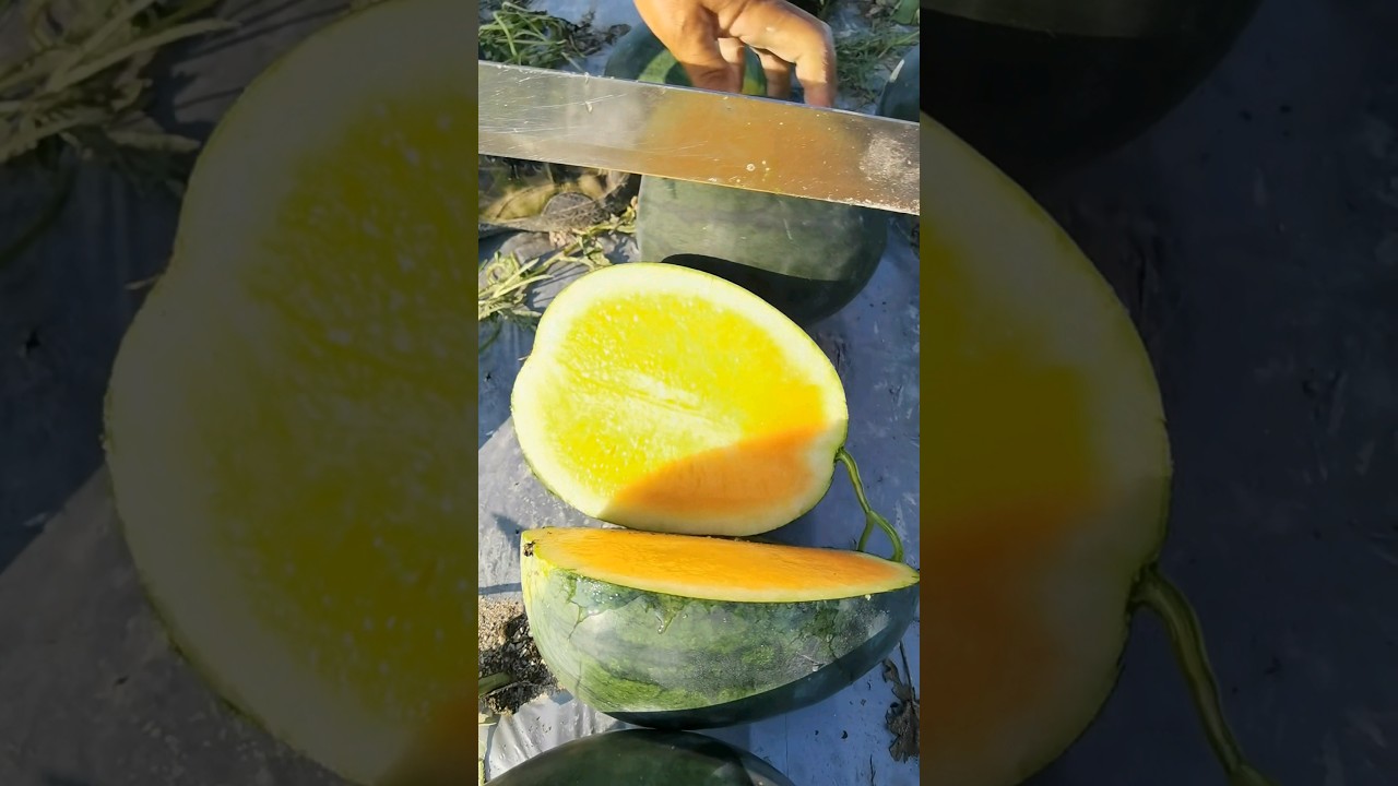 The black skin and yellow flesh watermelon is so beautiful! Why is this ...