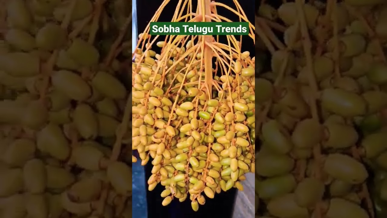 #shorts | etha kayalu | palm fruit - YouTube