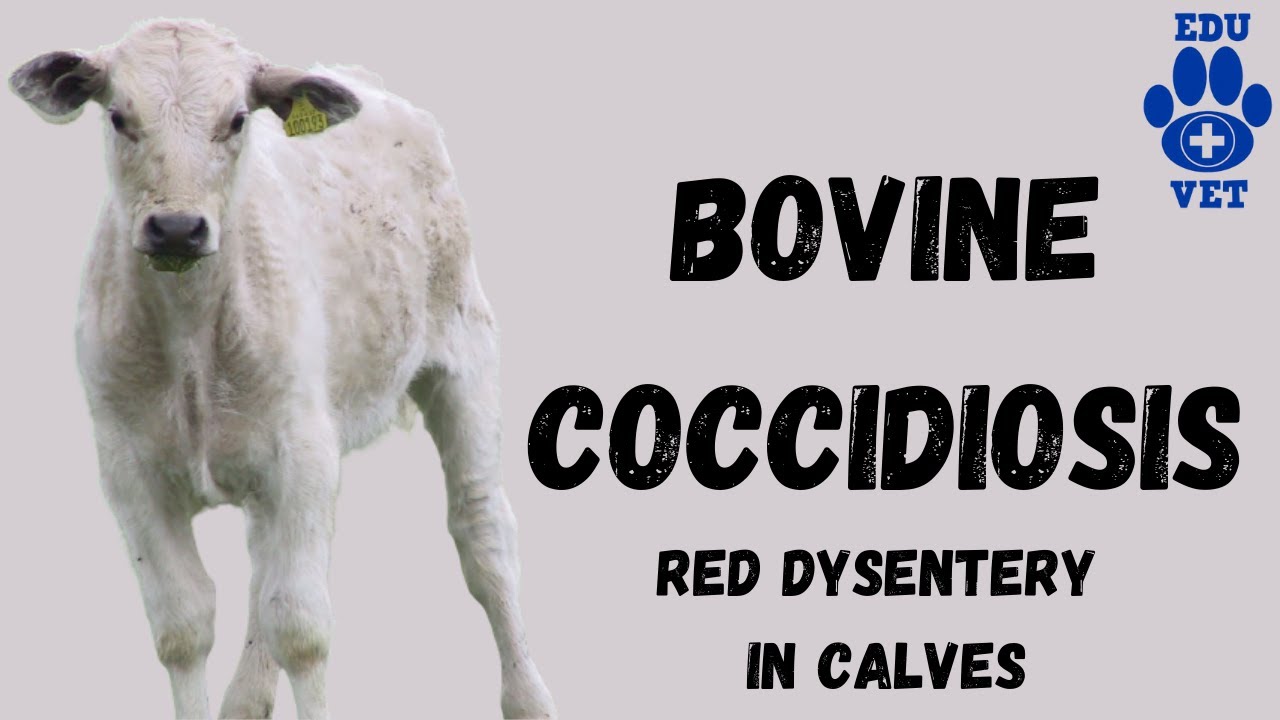 Bovine Coccidiosis Simplified-Parasitology - YouTube