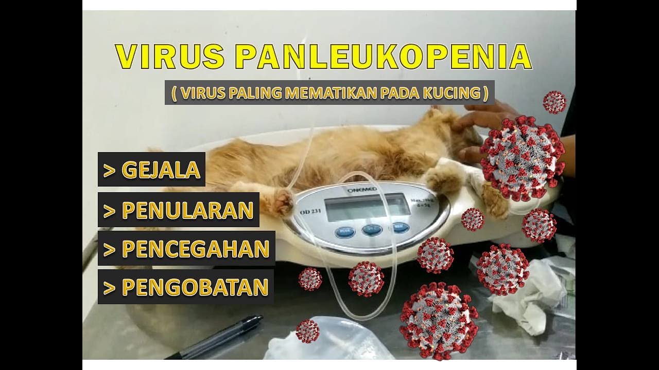 PENGOBATAN KUCING LEMAS TIDAK MAU MAKAN KARENA VIRUS PANLEU - YouTube