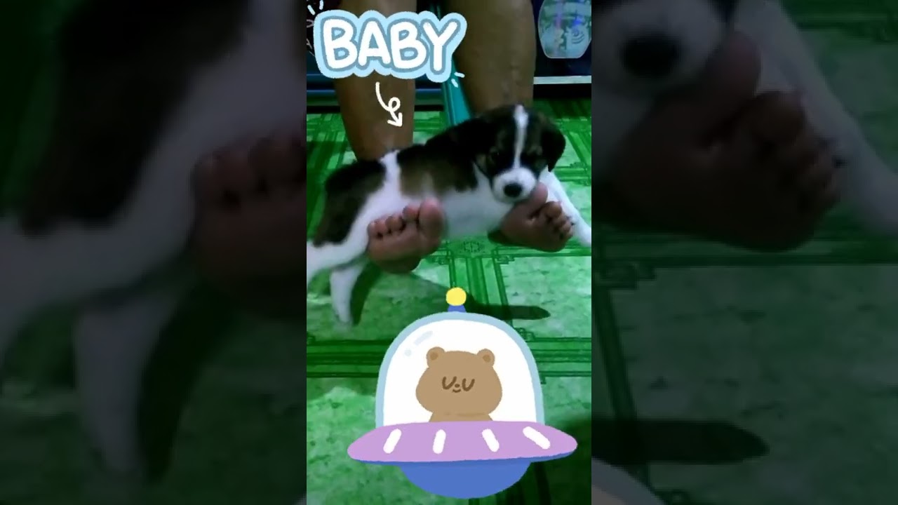 Cute Dog || Shipu loves to swing #cutedog #shorts - YouTube