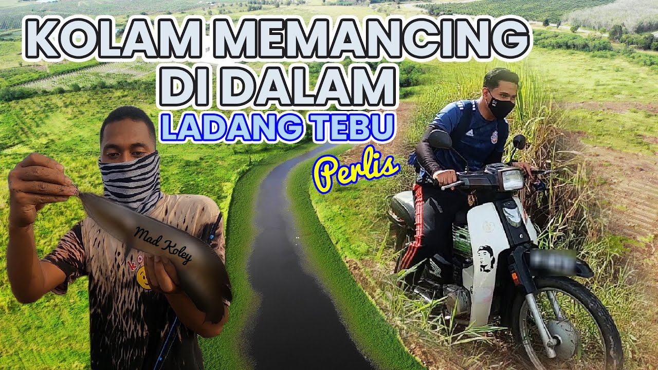 Ladang Tebu, Perlis Ada Kolam Mancing Ikan ??? - YouTube