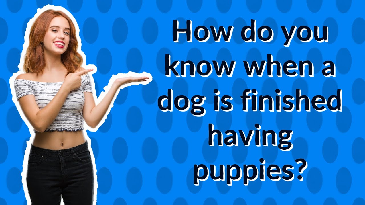How Do You Know When A Dog Is Finished Having Puppies YouTube how-do-you-know-when-a-dog-is-finished-having-puppies-youtube