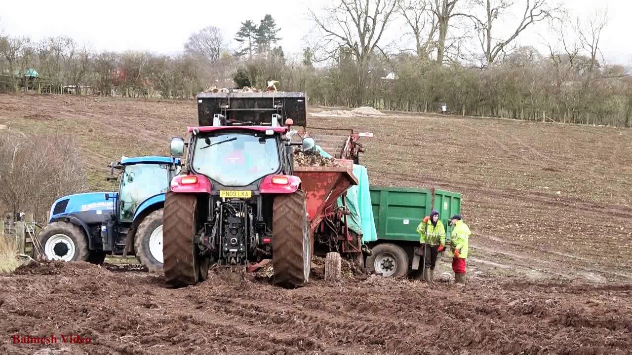 Loading Fodder Beet for Sale. - YouTube