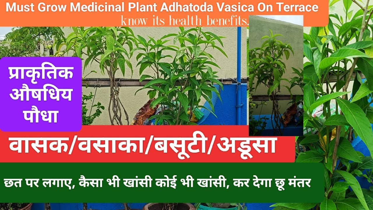 औषधिय पौधा वासक/वसाका लगाएं छत पर खांसी छू मंतर| Know Health Benefits ...