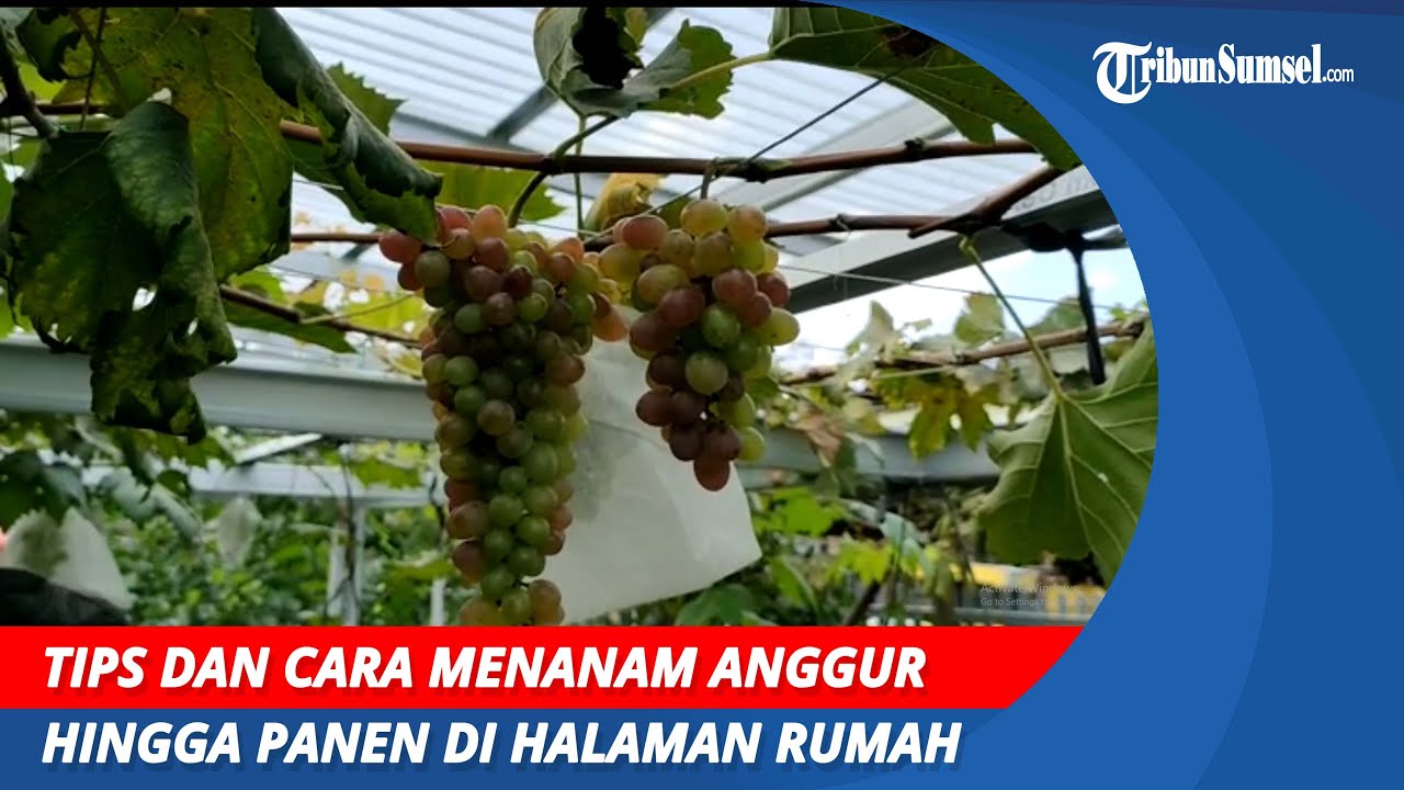 Tips dan Cara Menanam Anggur Hingga Panen di Halaman Rumah - YouTube
